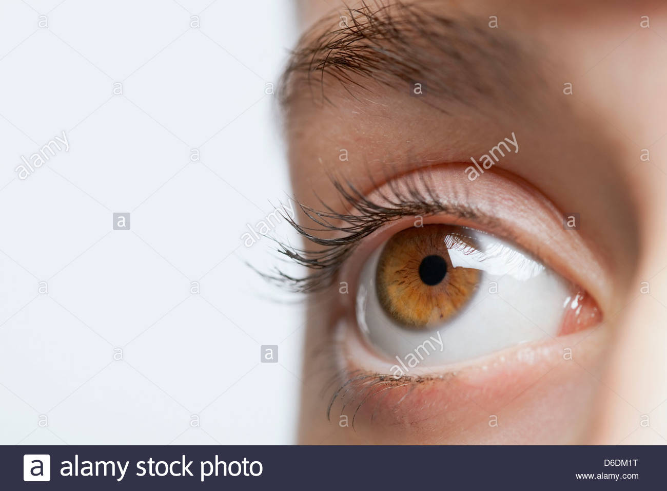 Iris Close Up Stock Photos & Iris Close Up Stock Images - Alamy