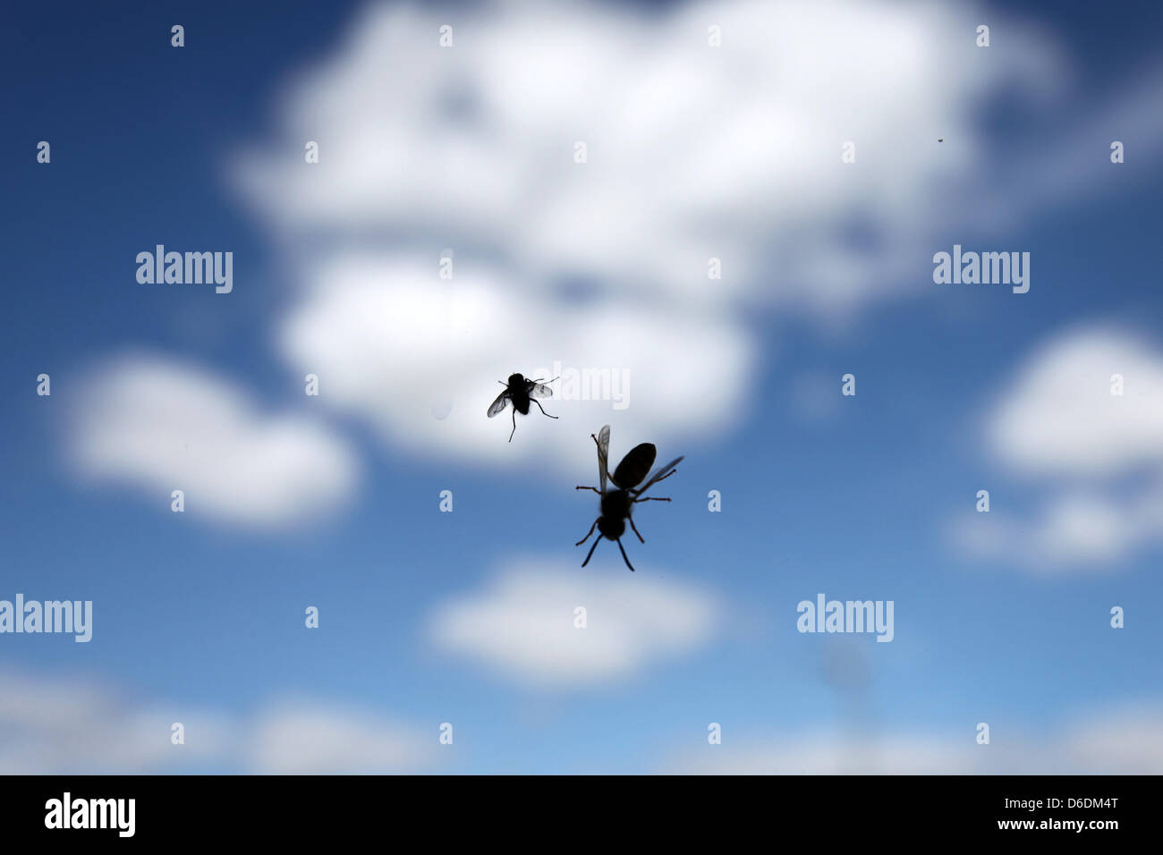 A bee and a fly sit on a glass window in Blumendorf, Germany, 27 August ...