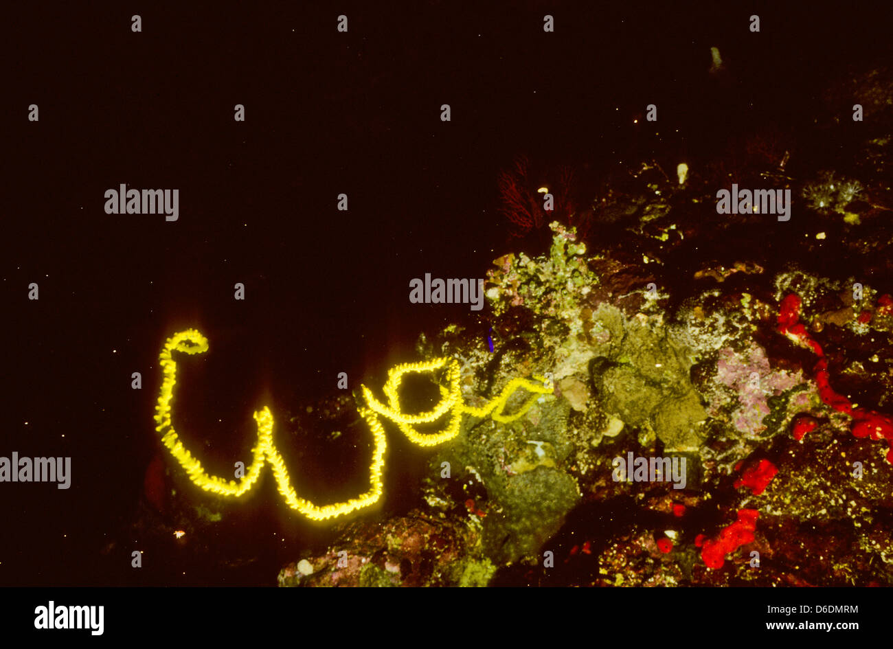 Whip Coral Garden,Dendronephthya sp Red Sea June 1988 underwater Slide ...