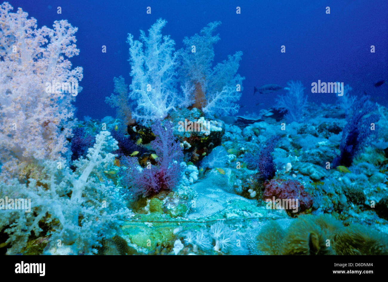 Coral rift hi-res stock photography and images - Alamy