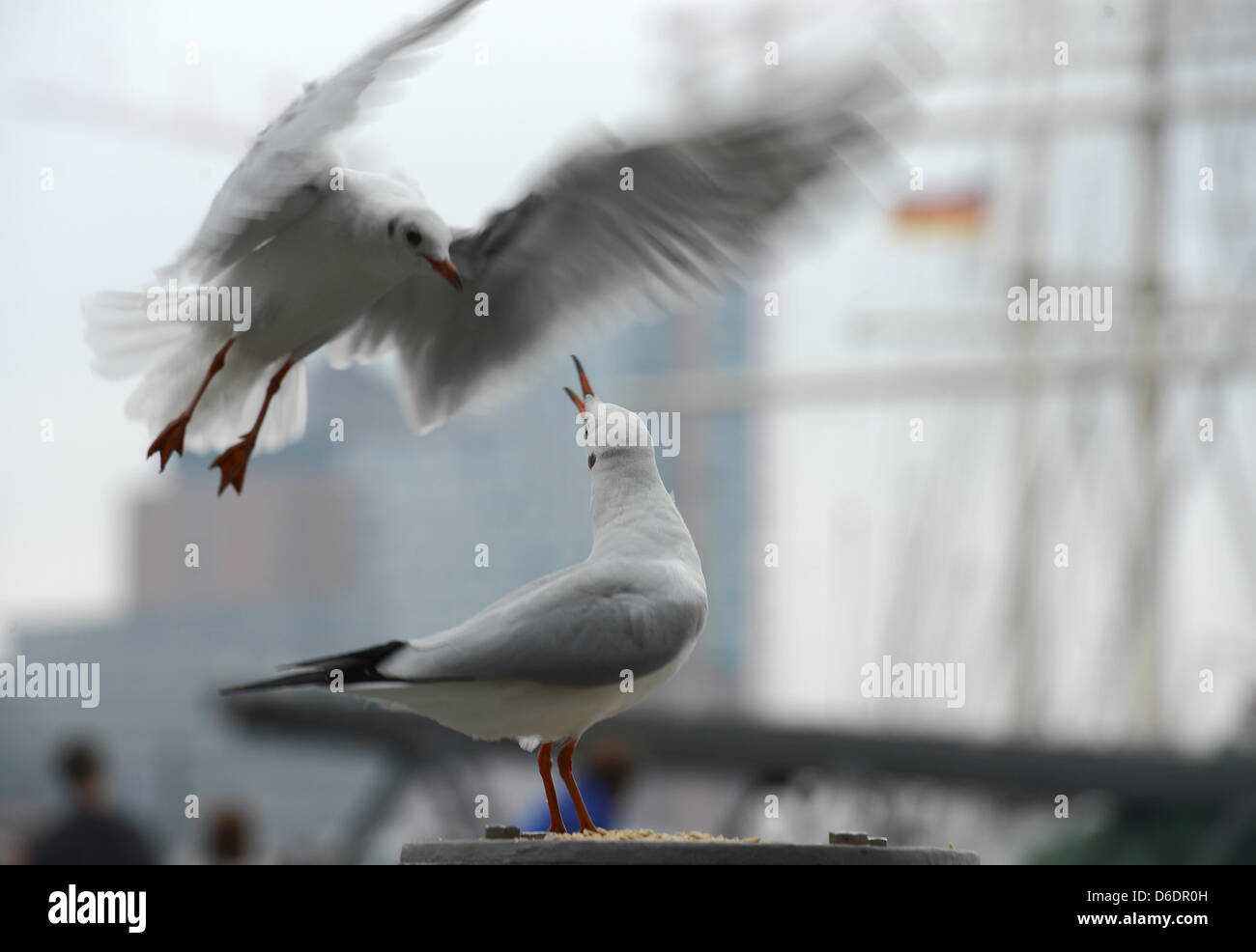 Two seagulls fight over a few bread crumbs on the landing stages in the ...