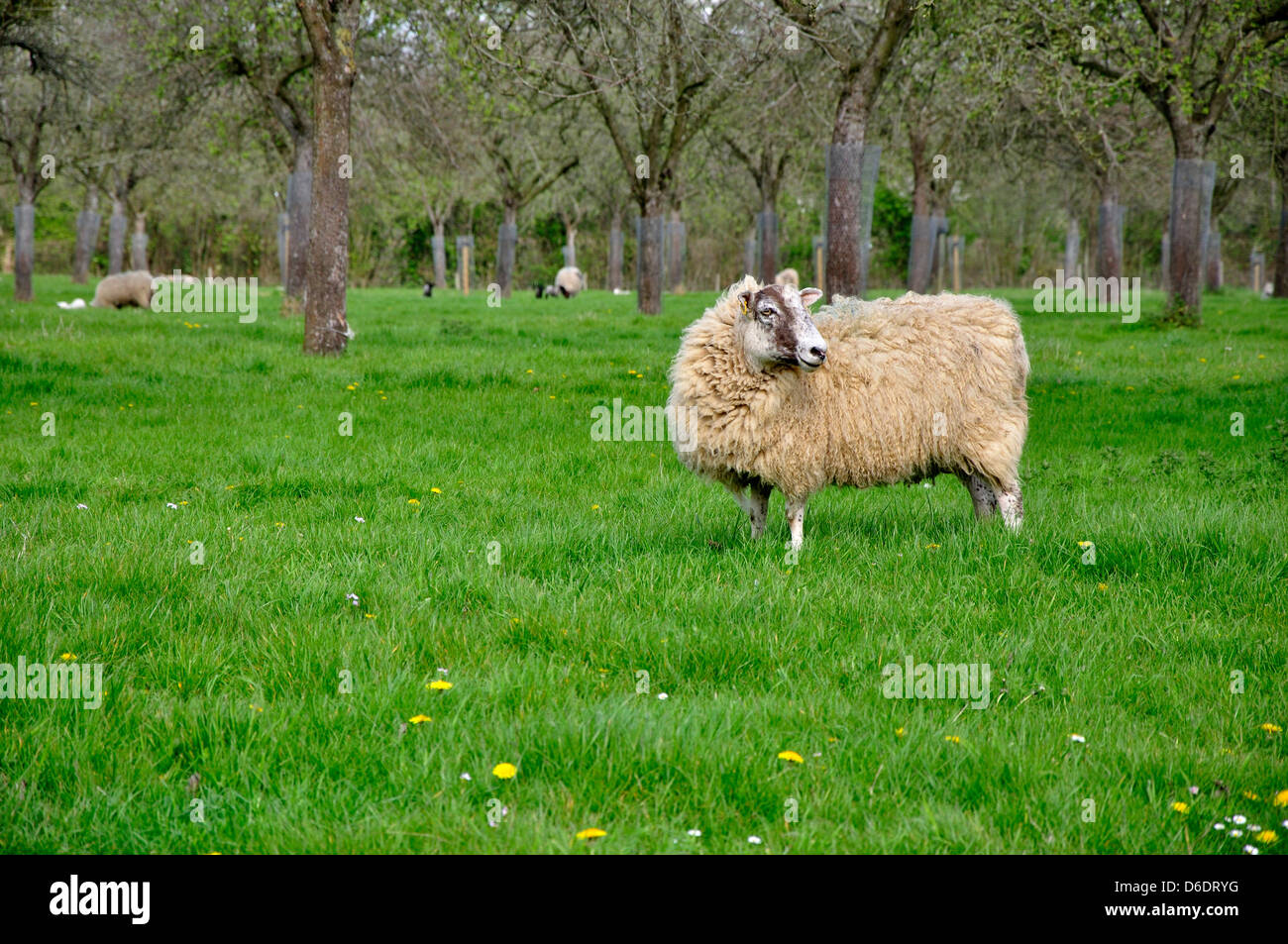 Sheep in a Somerset orchard Stock Photo - Alamy