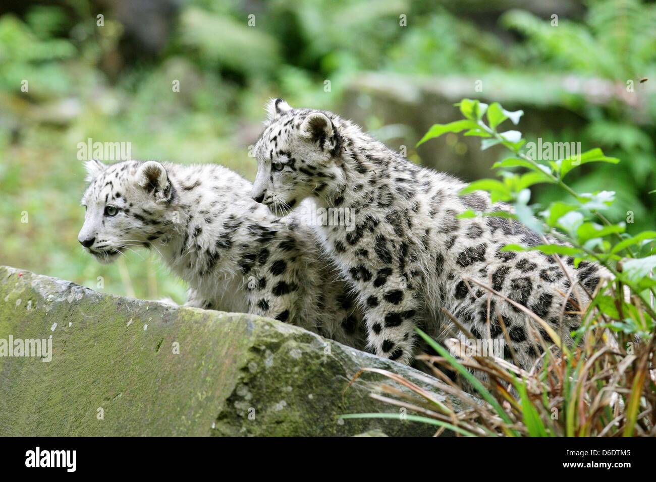 The two young snow leopards 'Nuri' and 'Samira' play in their enclosure ...