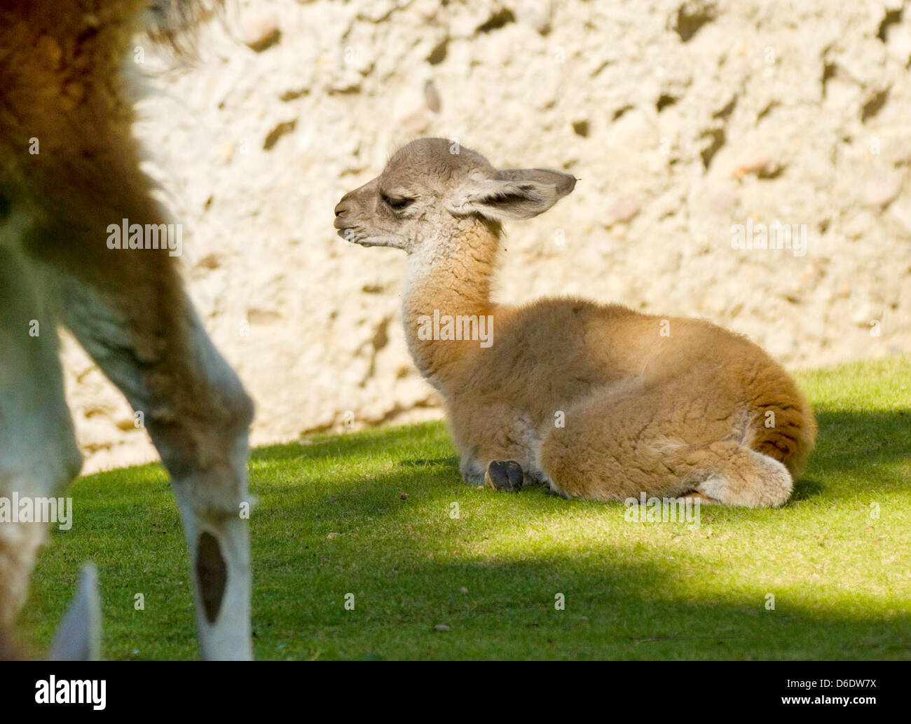 Newborn baby guanaco explores its compound at the Berlin zoo in Berlin ...