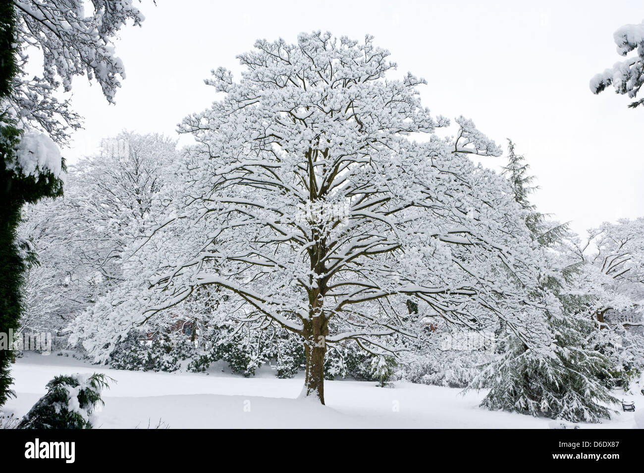 Tree laden with snow in Glossop;Derbyshire Stock Photo - Alamy