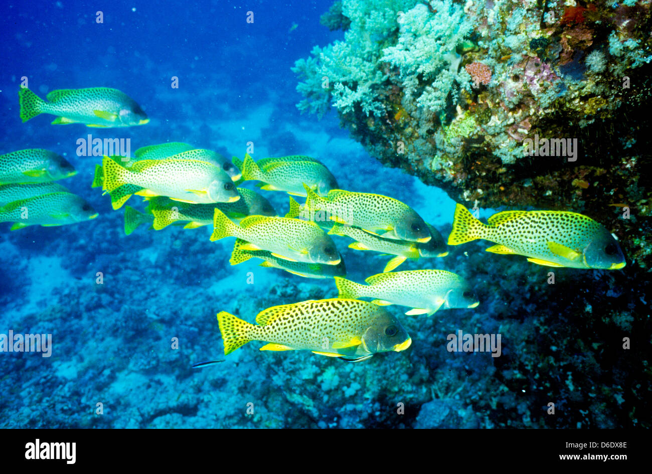 Sweetlips,Plectorhinchus lineatus,Red Sea June 1988 Slide Conversions ...