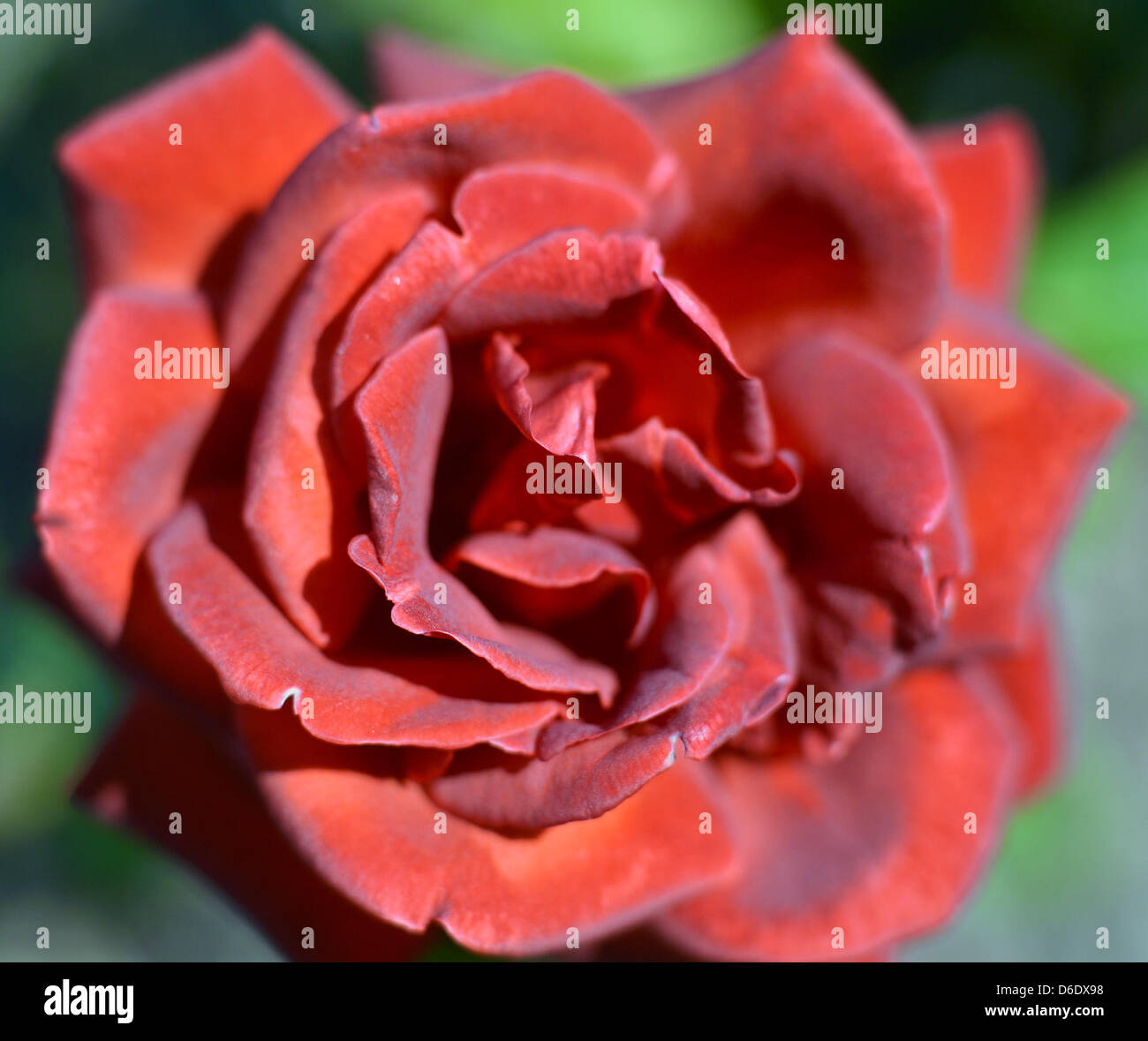 The blossom of the rose breed 'Terracotta' is pictured at the Europa ...