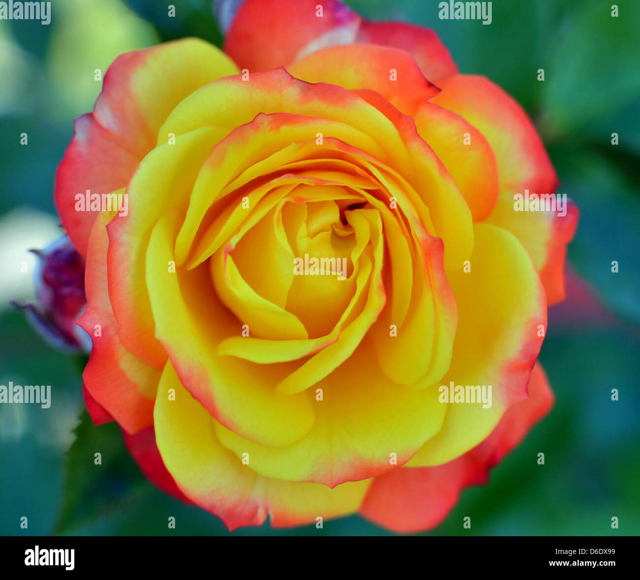 The blossom of the rose breed 'Rumba' is pictured at the Europa ...