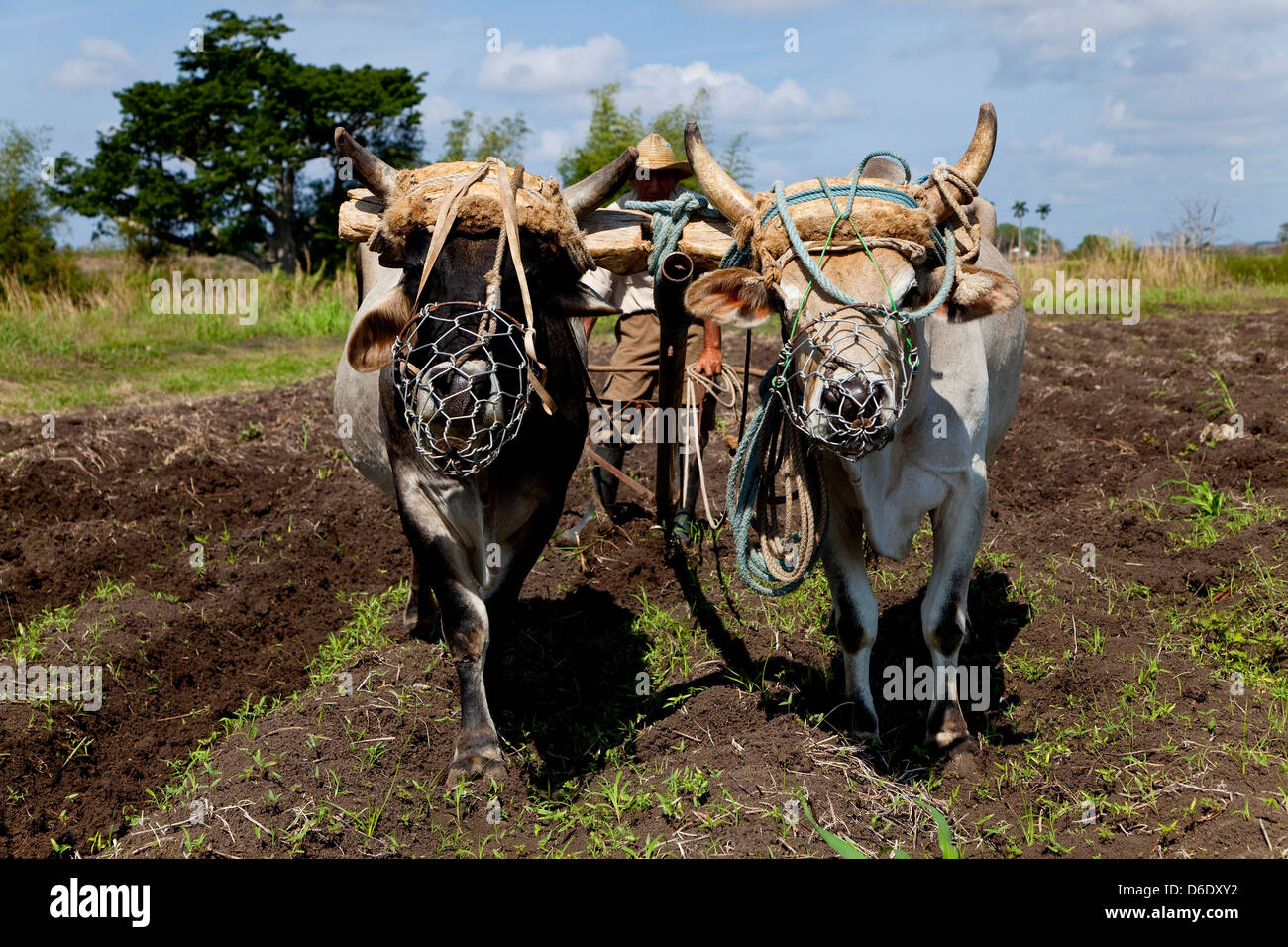Agriculture, farmer, peasant, people, plow and Cuban man at work in ...