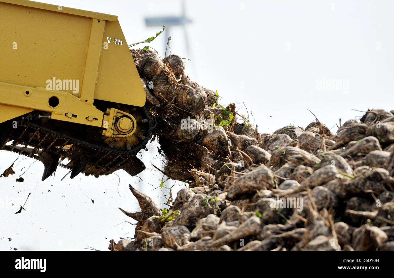 Sugar beet harvesting machine hi-res stock photography and images - Alamy