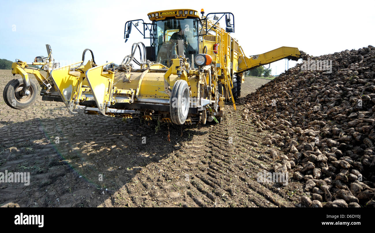 A farmer harvests sugar beets with a beet harvesting machine near ...