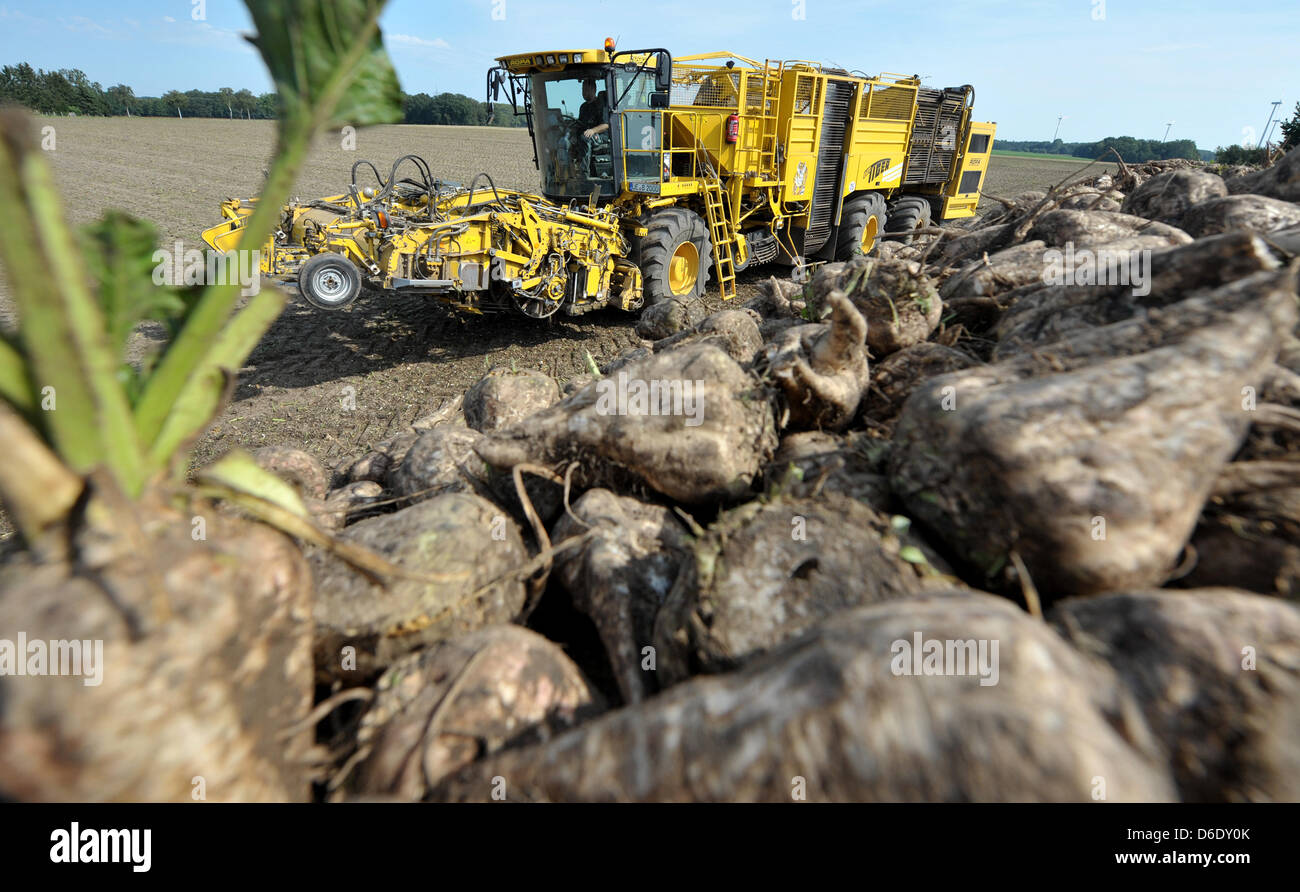 A farmer harvests sugar beets with a beet harvesting machine near ...