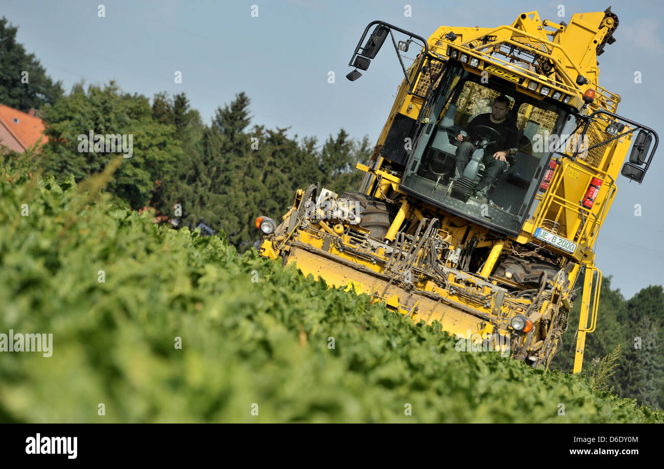 A farmer harvests sugar beets with a beet harvesting machine near ...