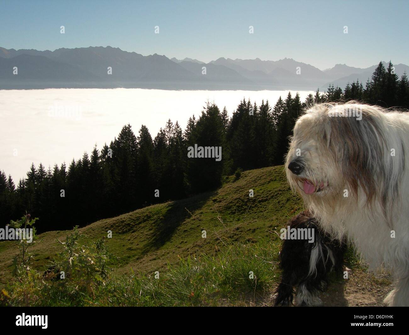 A bobtail dog enjoys the sun at the Allgaeu in Ofterschwang, Germany ...