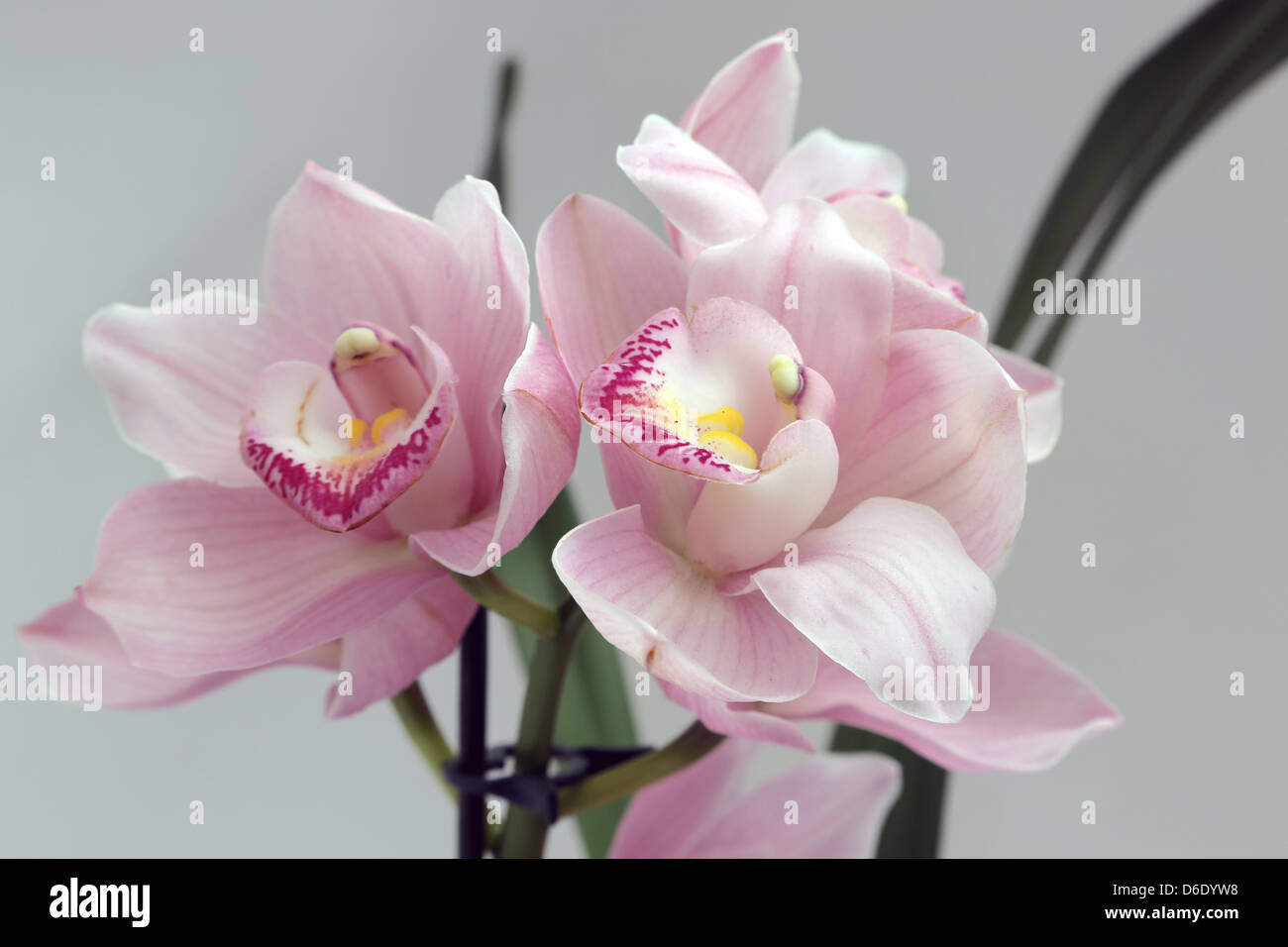 Pink Cymbidium Orchid in bloom Stock Photo - Alamy