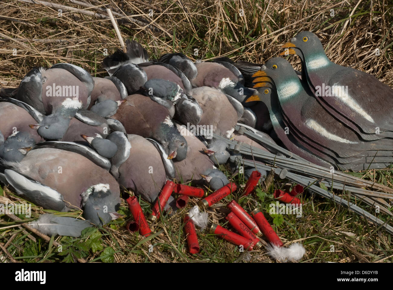 Decoy pigeons hi-res stock photography and images - Alamy