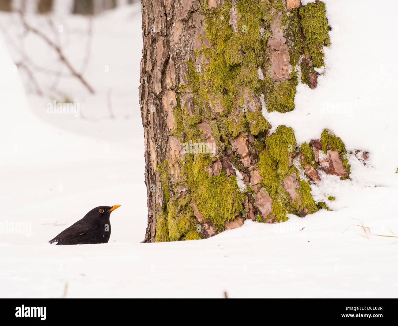 Sheltering Bird High Resolution Stock Photography and Images - Alamy