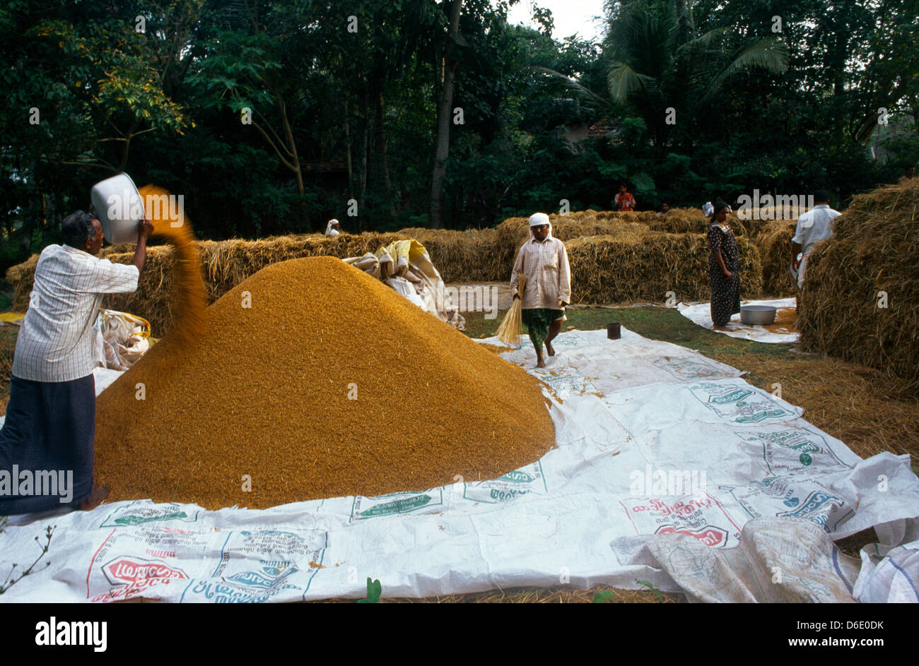 Kerala India Men Winnowing Rice Stock Photo - Alamy
