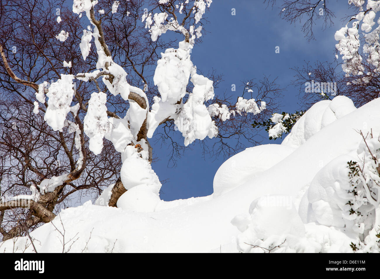 A Silver Birch tree plastered in snow on the side of Helvellyn, Lake ...