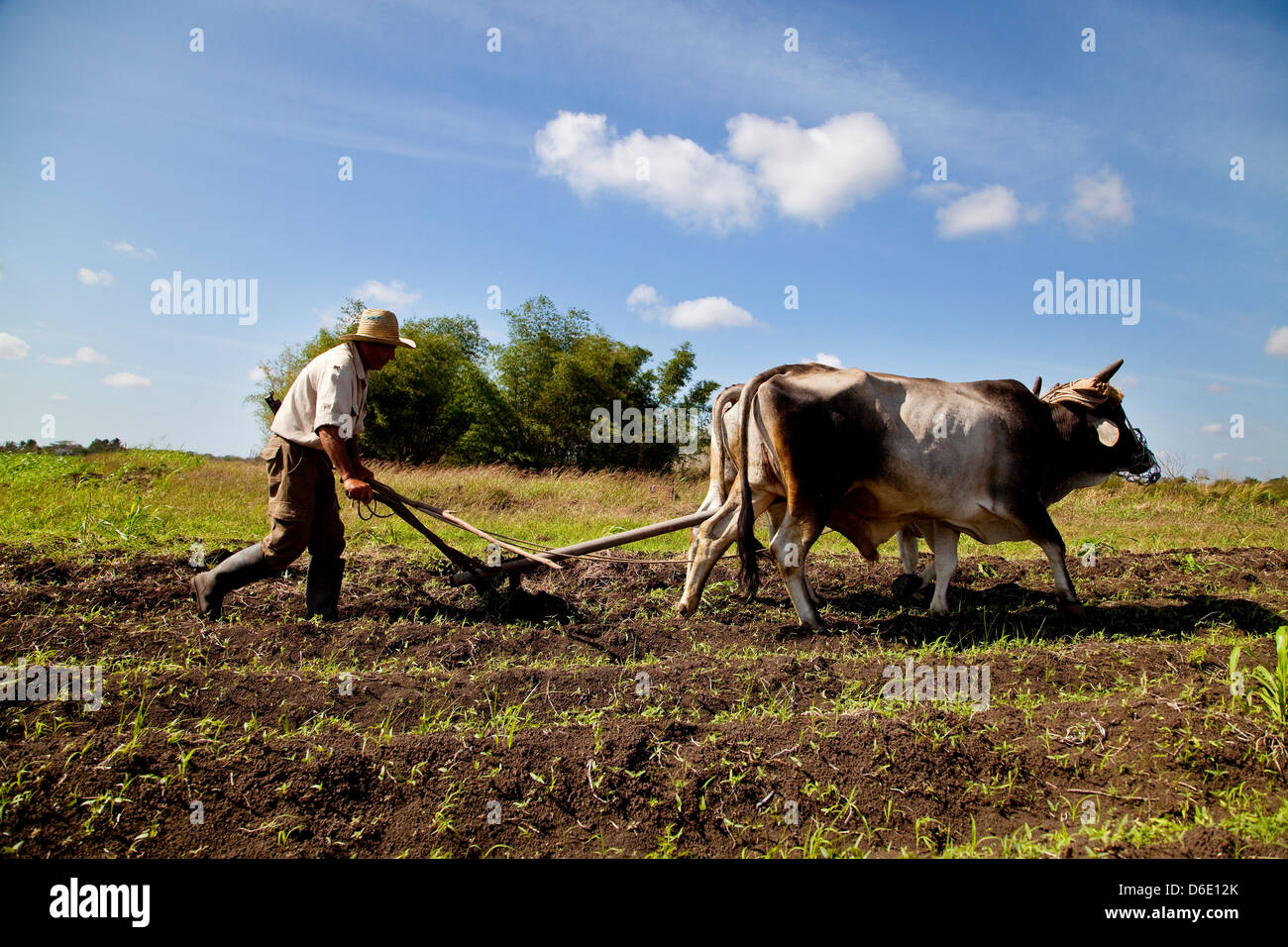 Agriculture, farmers, peasants, people and Cuban men at work in farm ...