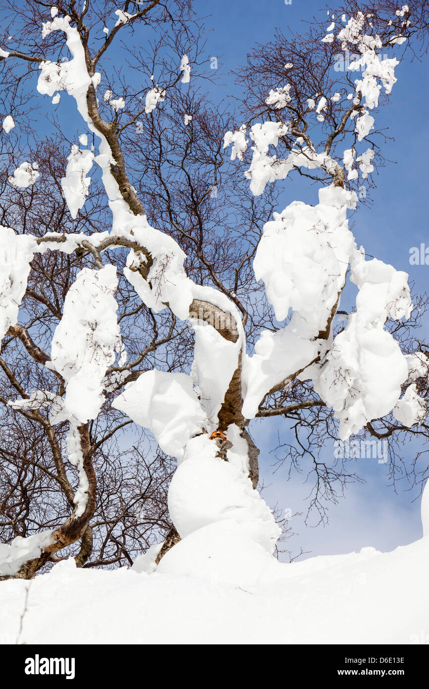 A Silver Birch tree plastered in snow on the side of Helvellyn, Lake ...