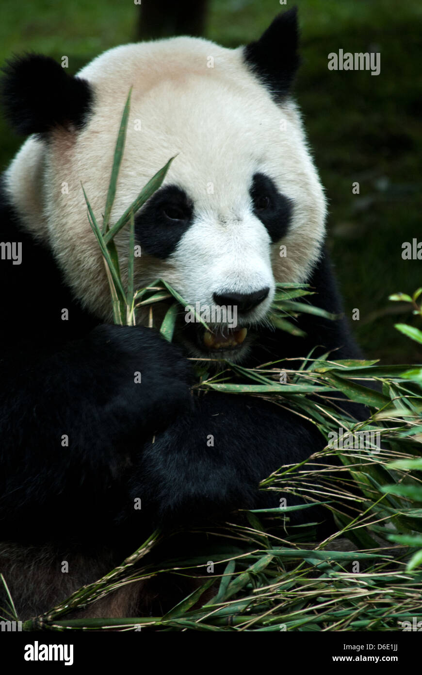 Panda bear, Panda research center, Chengdu, China Stock Photo - Alamy