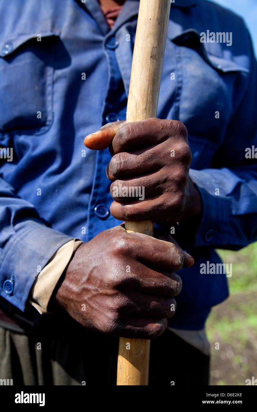 Agriculture, farmers, peasants, people and Cuban men at work in farm ...