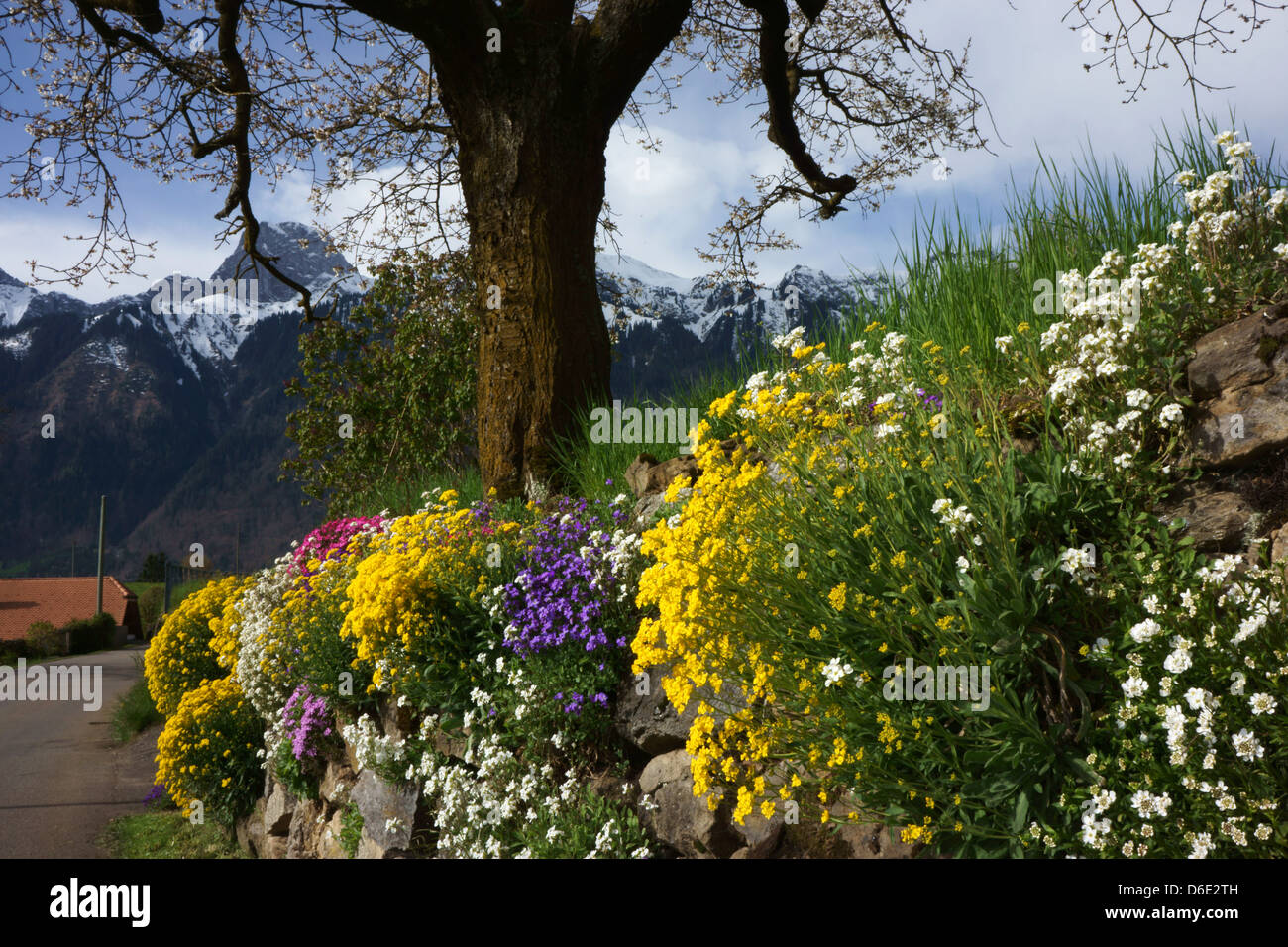 Flower garden and blossom tree, Uebeschi, Bern Stock Photo - Alamy