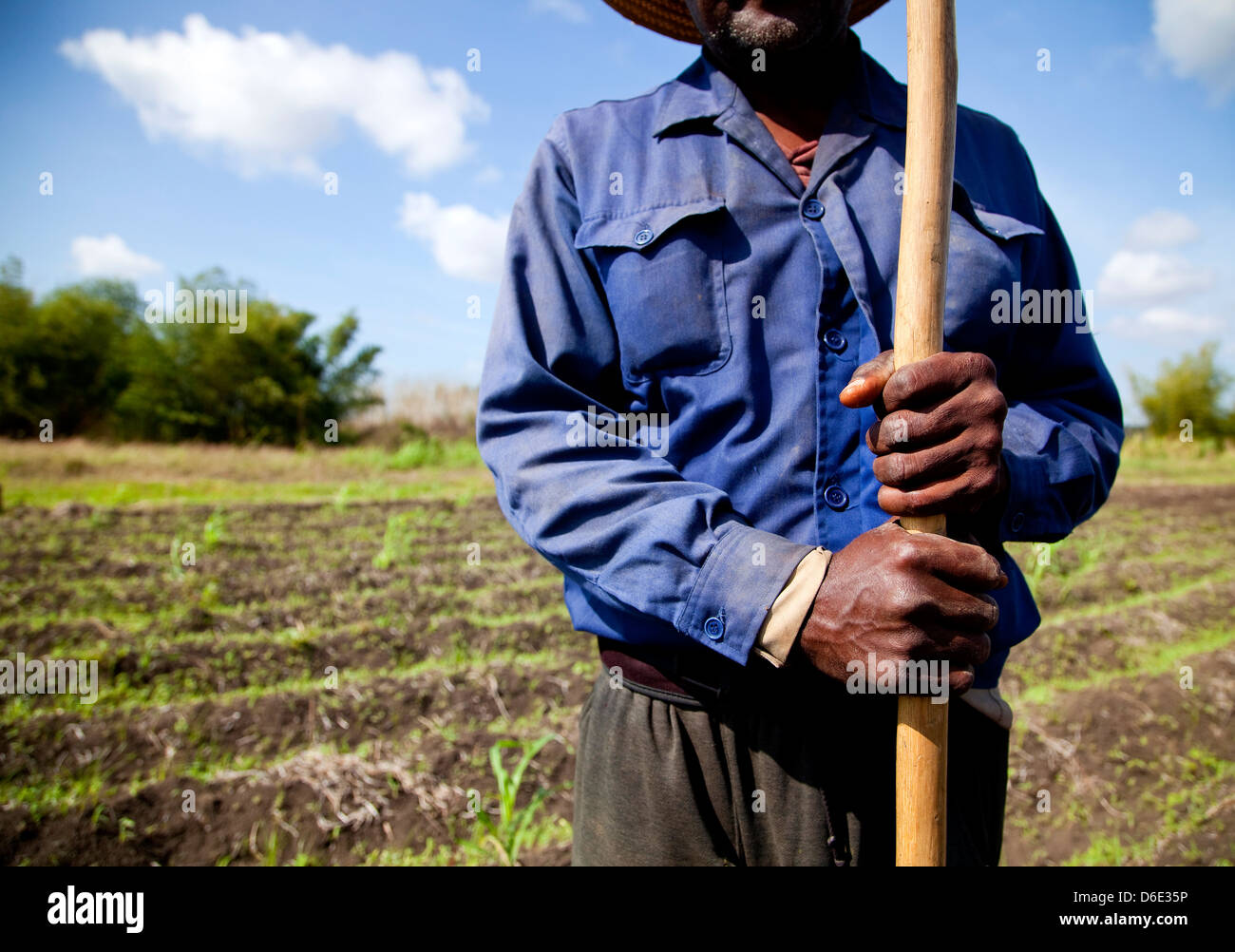 Agriculture, farmers, peasants, people and Cuban men at work in farm ...