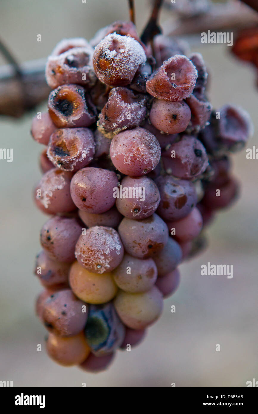 Silvaner grapes are covered with hoar frost at the vineyard Pfaffenberg ...