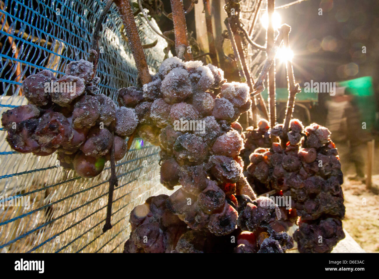 Silvaner grapes are covered with hoar frost at the vineyard ...