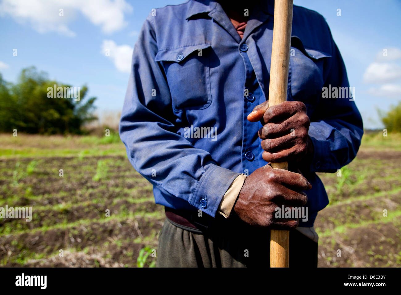 Agriculture, farmers, peasants, people and Cuban men at work in farm ...