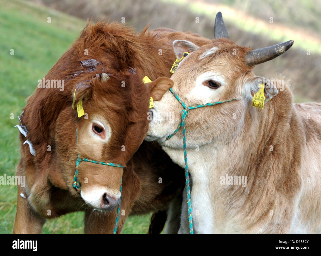 The dwarf zebu 'Bella' (R) stands next to her calf 'Schnulli' on a ...