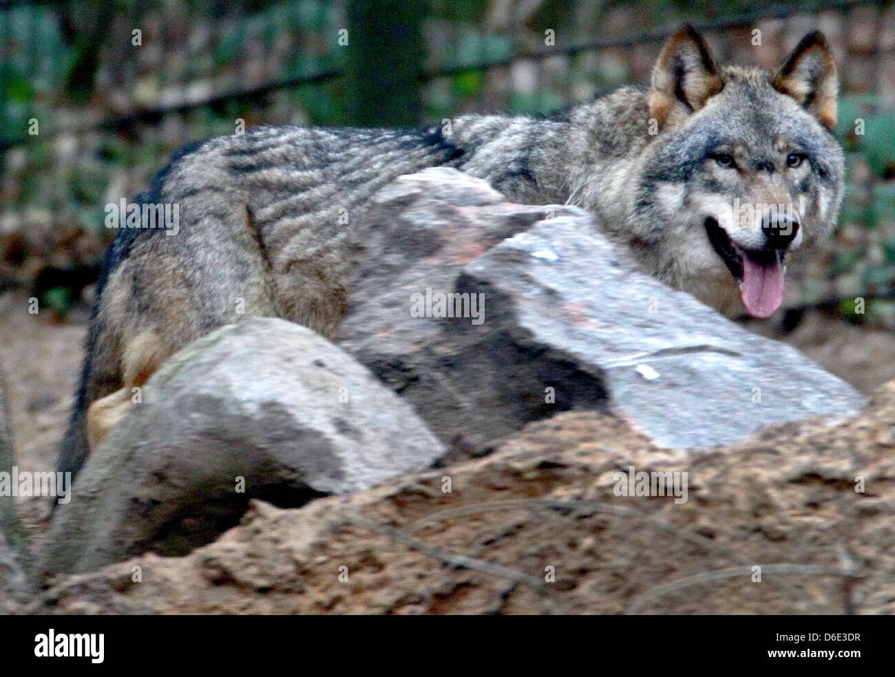 A wolf is seen at the zoo in Schwerin, Germany, 16 January 2012. Wolves ...