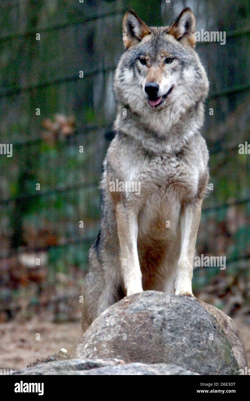 Zoo schwerin hi-res stock photography and images - Alamy