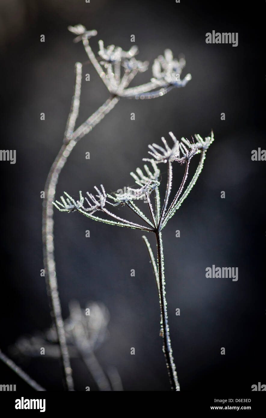 Umbelliferous plants hi-res stock photography and images - Alamy