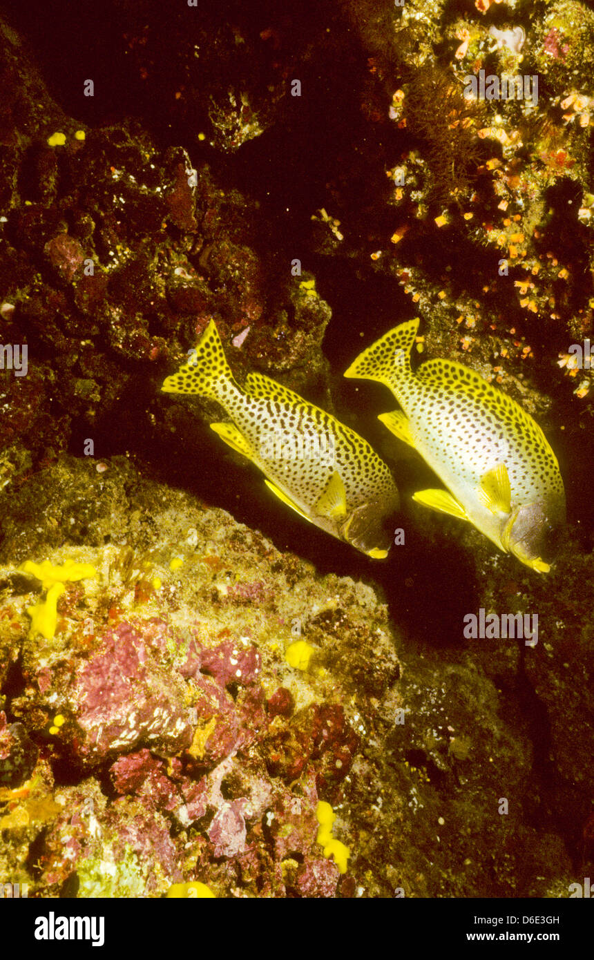 Sweetlips,Plectorhinchus lineatus,Red Sea June 1988 Slide Conversions ...