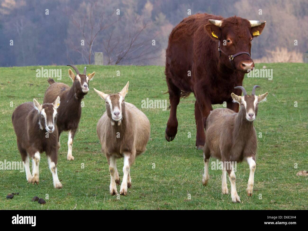 Herd cows walks through field hi-res stock photography and images - Alamy