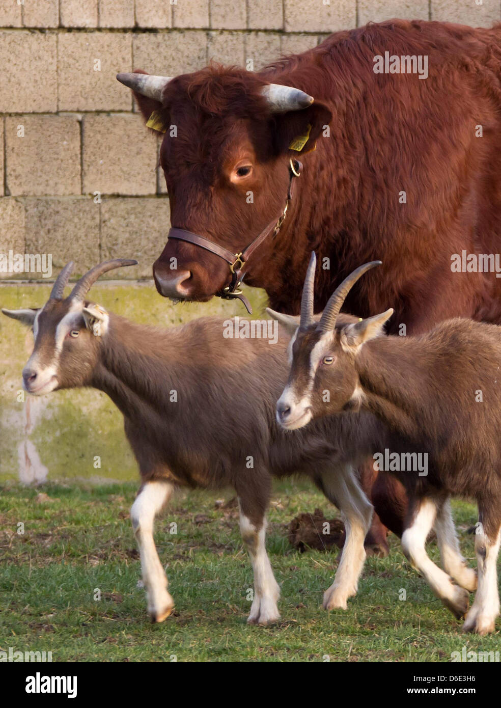 Herd cows walks through field hi-res stock photography and images - Alamy
