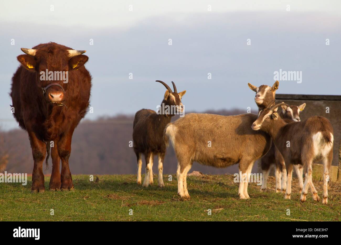 Herd cows walks through field hi-res stock photography and images - Alamy
