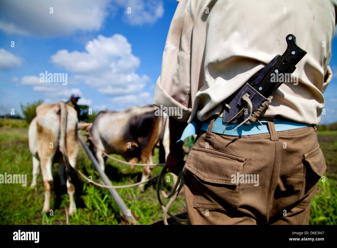 Agriculture, farmers, peasants, people and Cuban men at work in farm ...