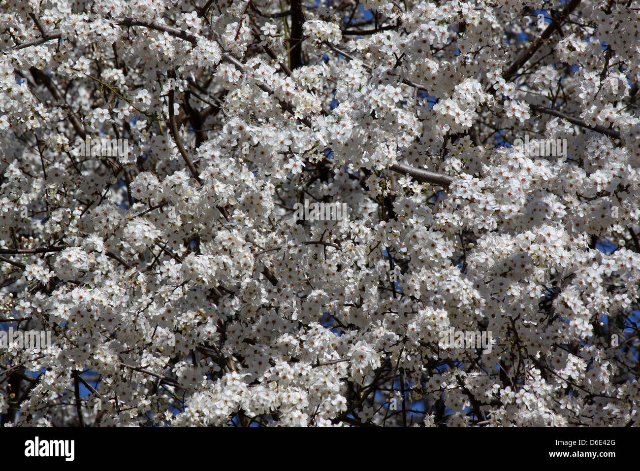 plum tree at spring Stock Photo - Alamy