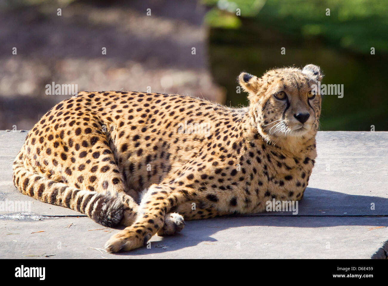 Cheetah "Kelly" suns herself in her enclosure at the zoo in Nuremberg ...