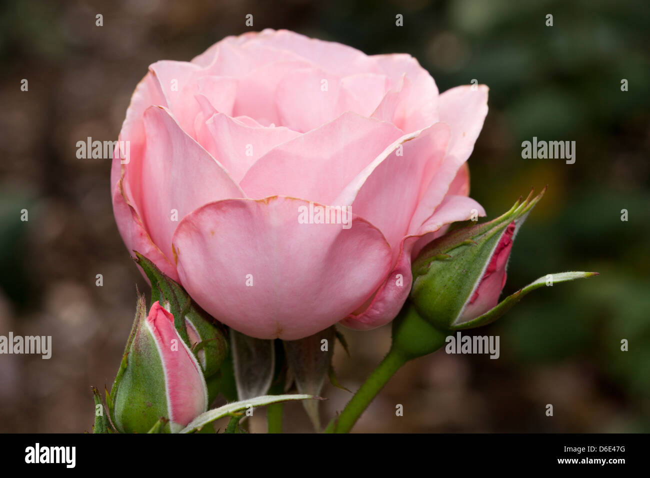 Floribunda-Rose "St. Helena" with bud Stock Photo - Alamy