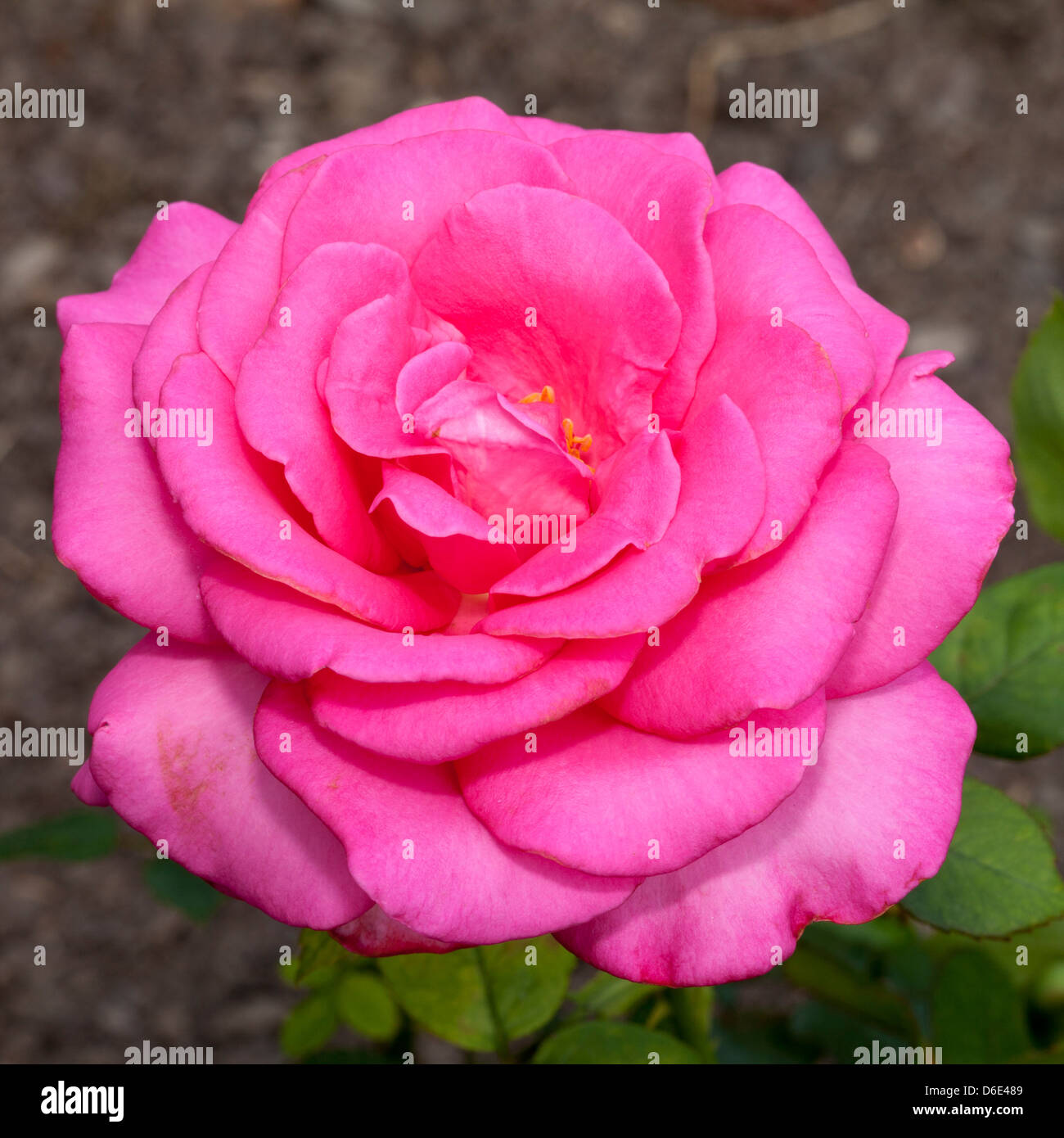 Rosa esmeralda hi-res stock photography and images - Alamy