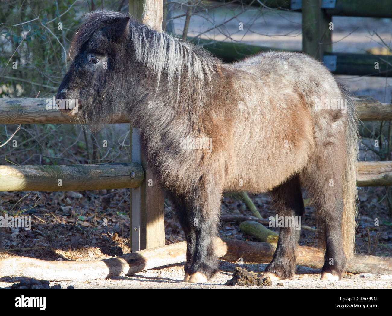 Shetland pony "Graziella" stands in its enclosure at the zoo in ...