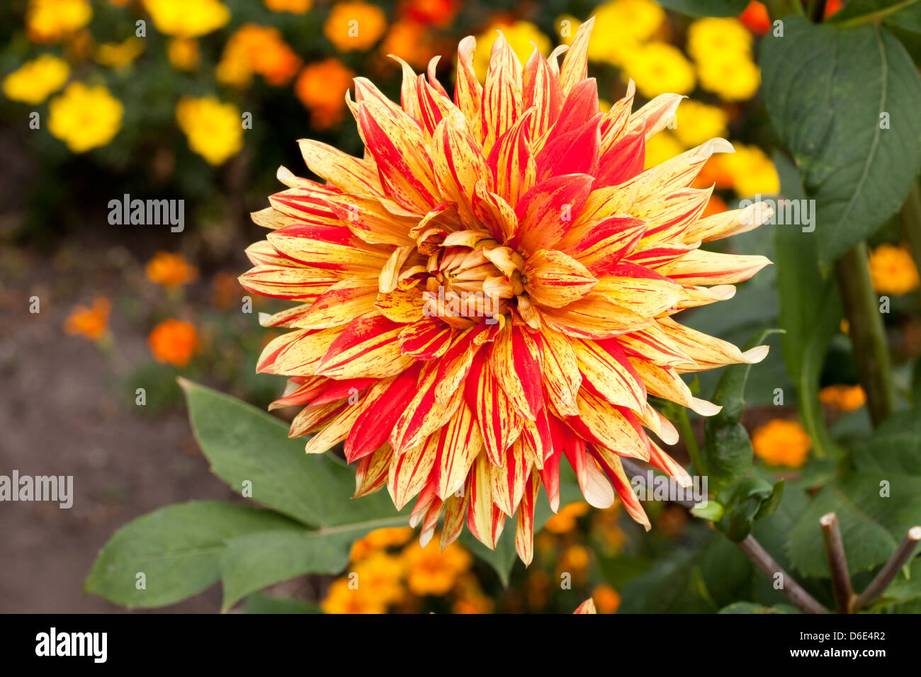 Dahlia hybrida hi-res stock photography and images - Alamy