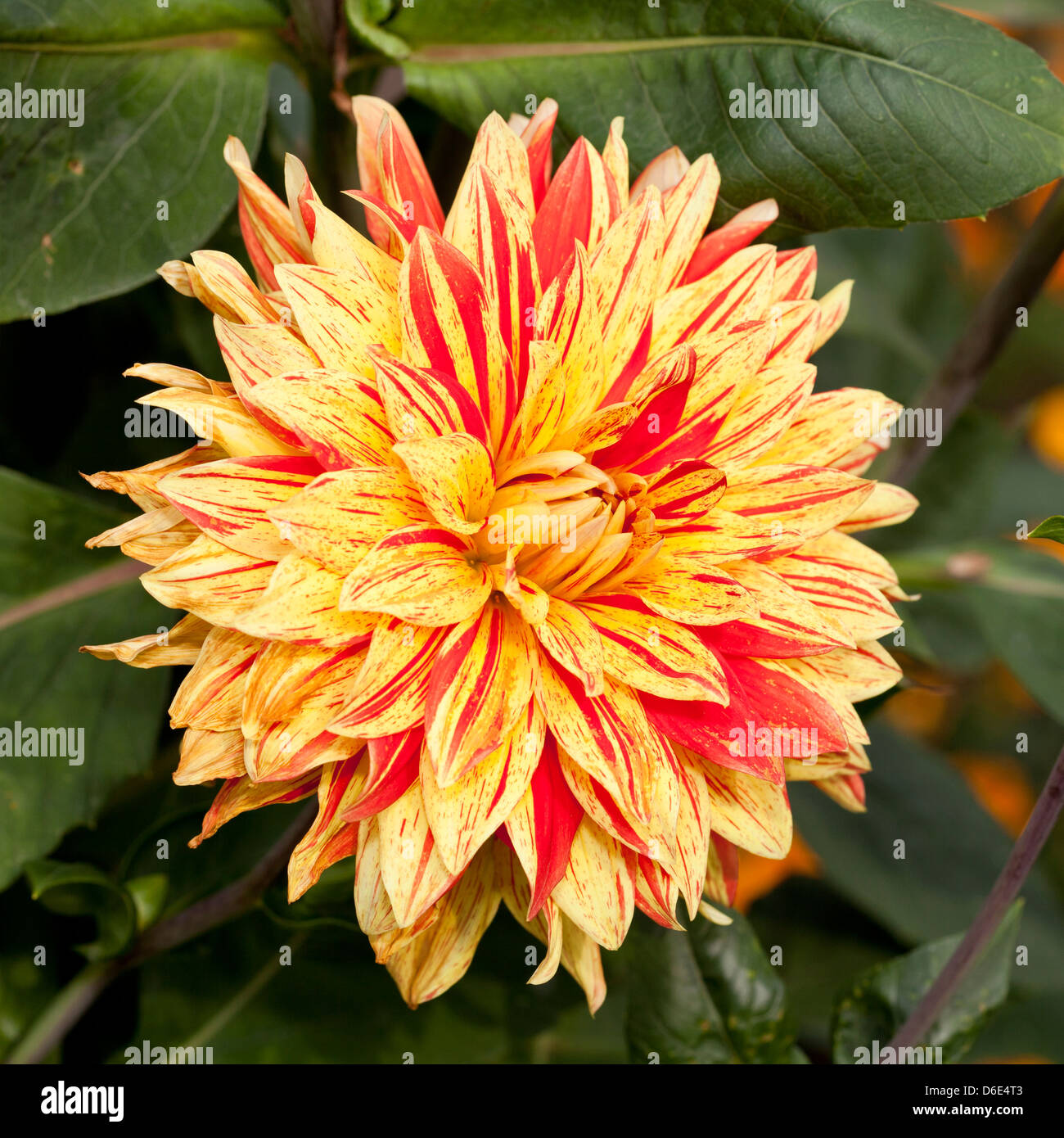 Dahlia hybrida hi-res stock photography and images - Alamy
