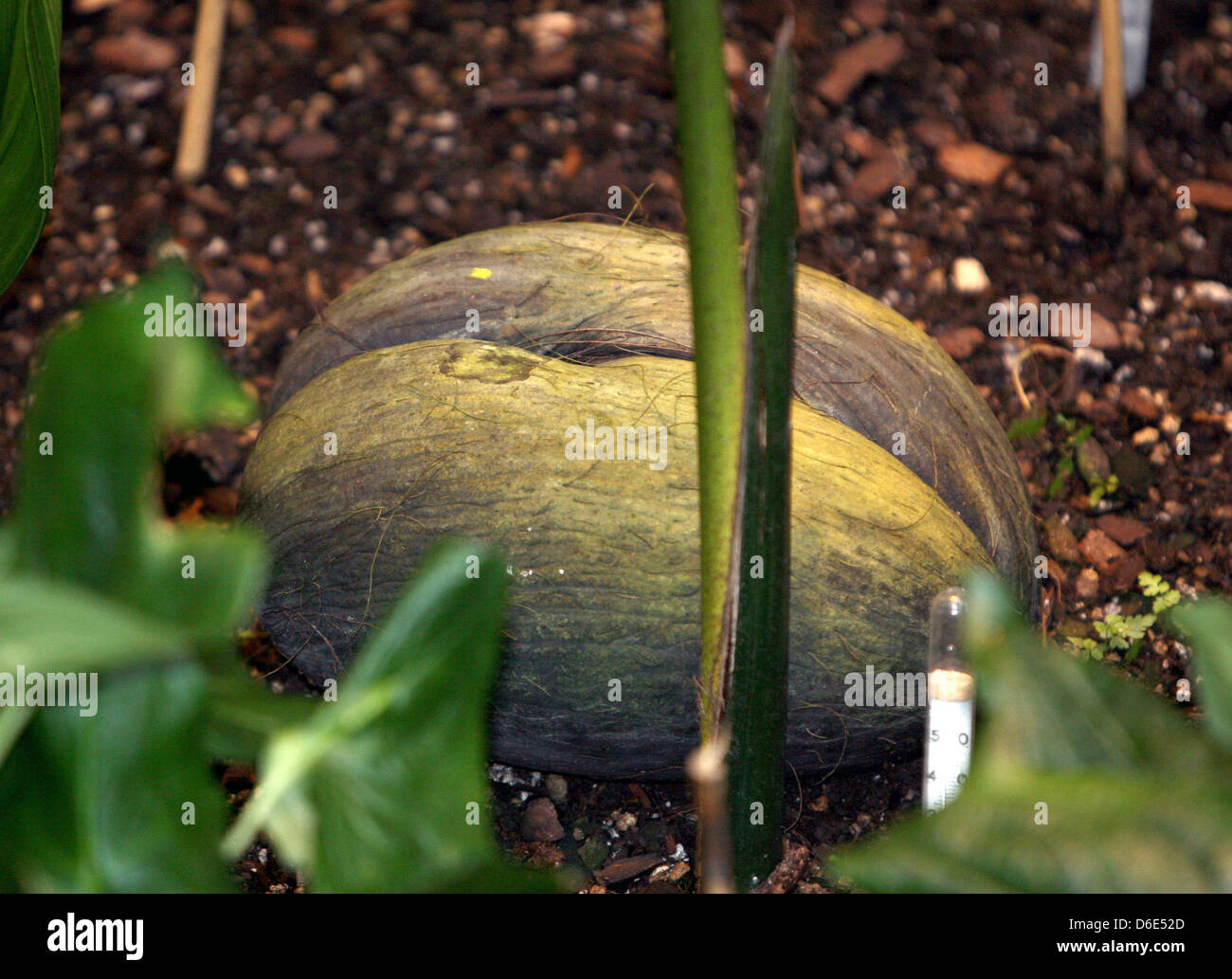 Largest nut hi-res stock photography and images - Alamy