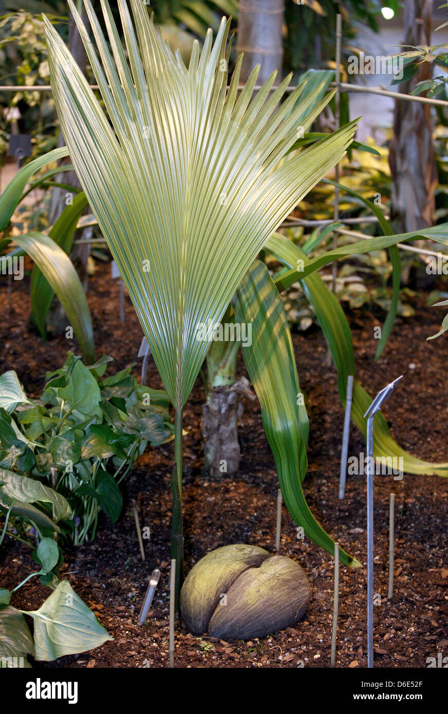 The seed is visible hi-res stock photography and images - Alamy